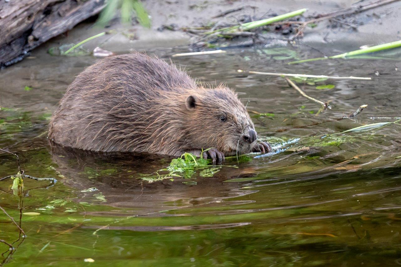 Beavers in Wales - Go North Wales