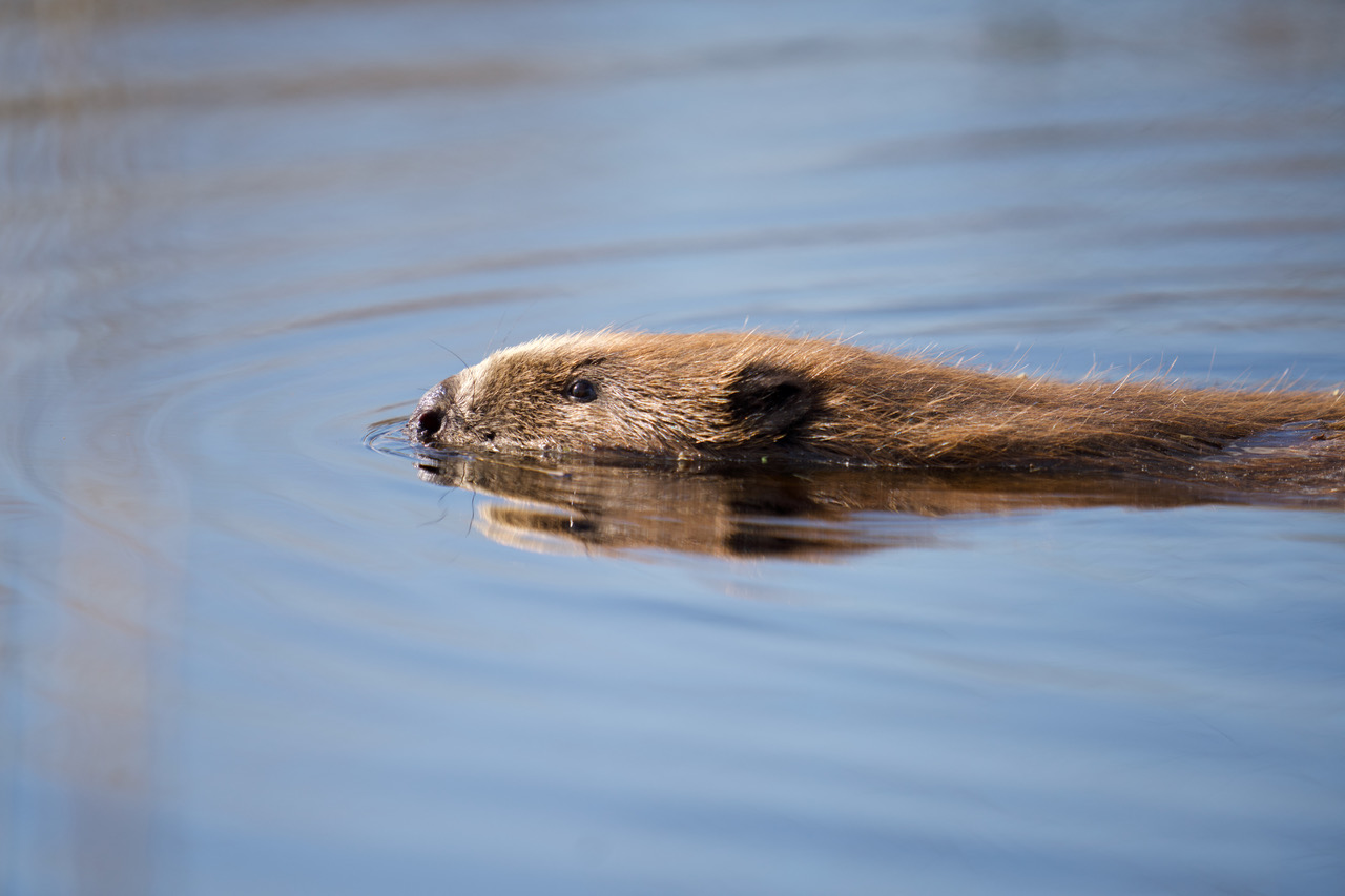 Beavers in Wales - Go North Wales